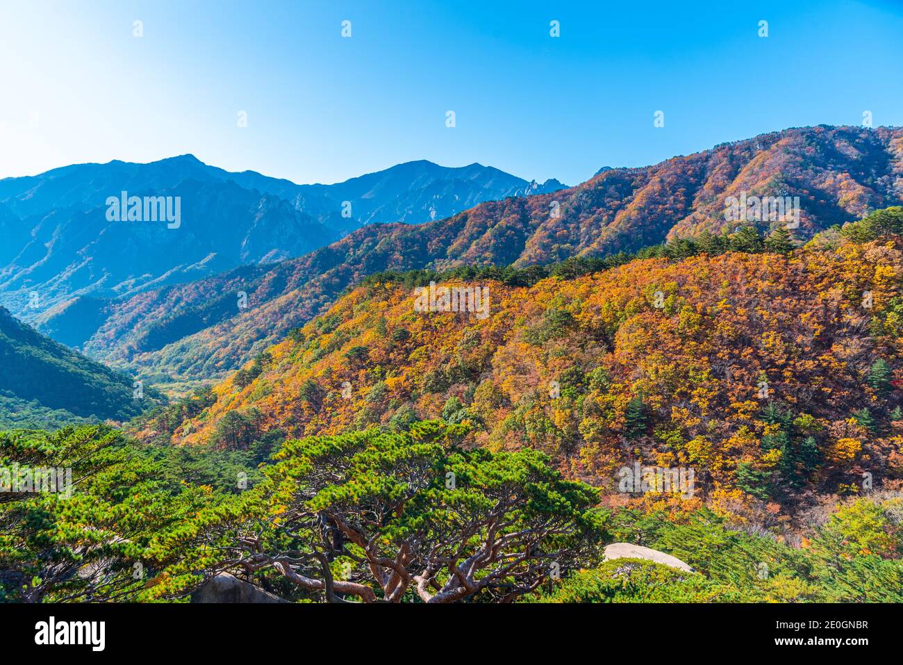 Colorful trees at seoraksan national park during autumn in Republic of ...