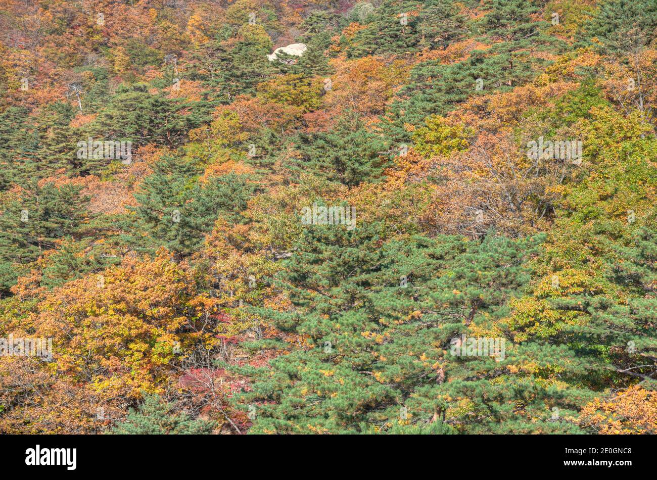 Colorful trees at seoraksan national park during autumn in Republic of ...