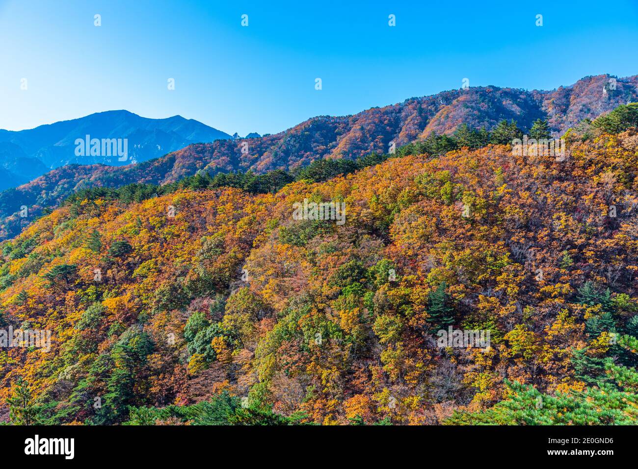 Colorful trees at seoraksan national park during autumn in Republic of ...