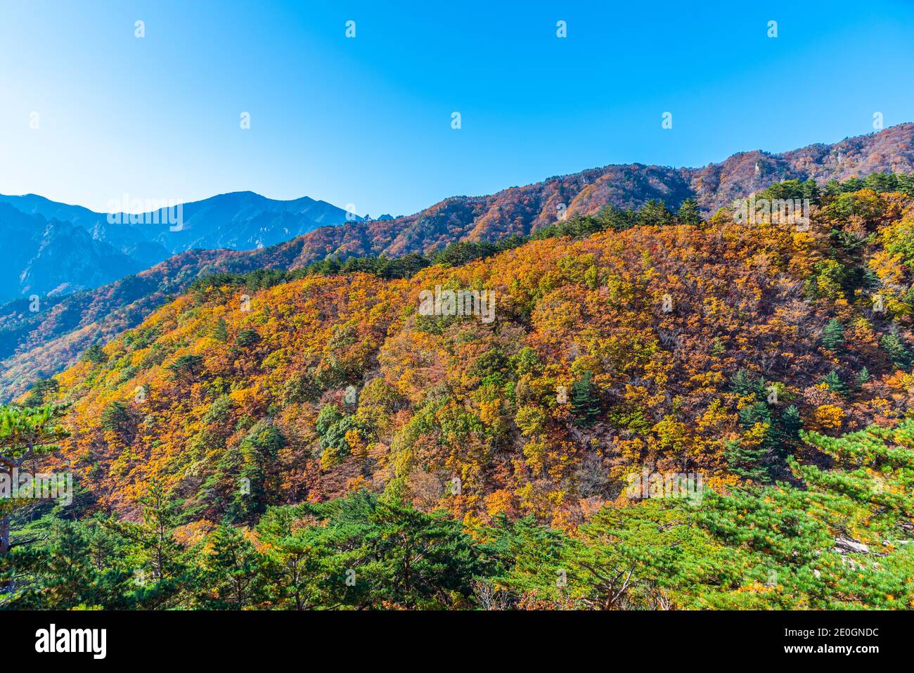 Colorful trees at seoraksan national park during autumn in Republic of ...