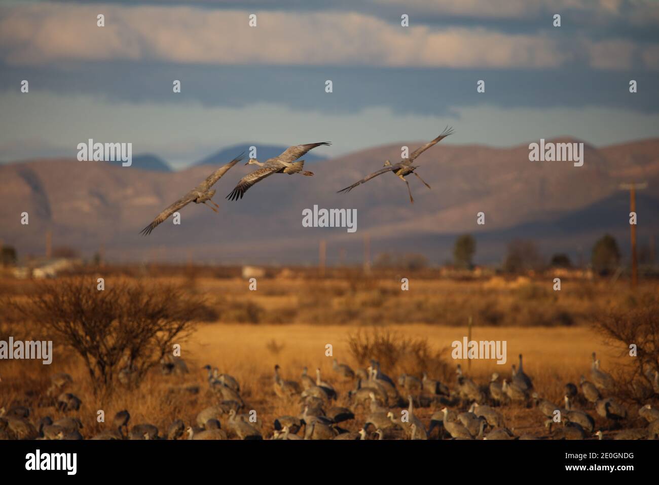 Sandhill Cranes at Whitewater Draw Stock Photo - Alamy