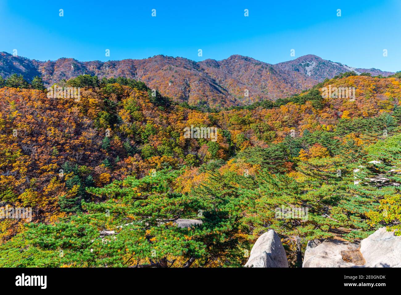 Colorful trees at seoraksan national park during autumn in Republic of ...