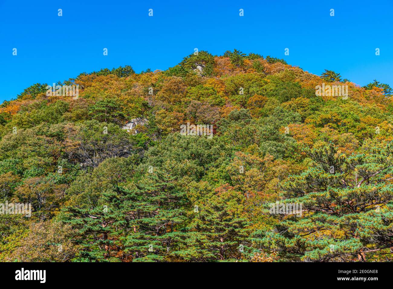 Colorful trees at seoraksan national park during autumn in Republic of ...