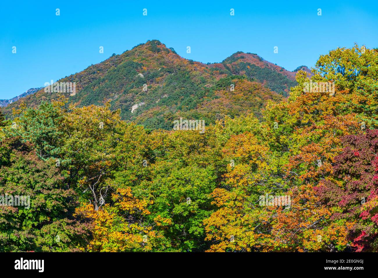 Colorful trees at seoraksan national park during autumn in Republic of ...