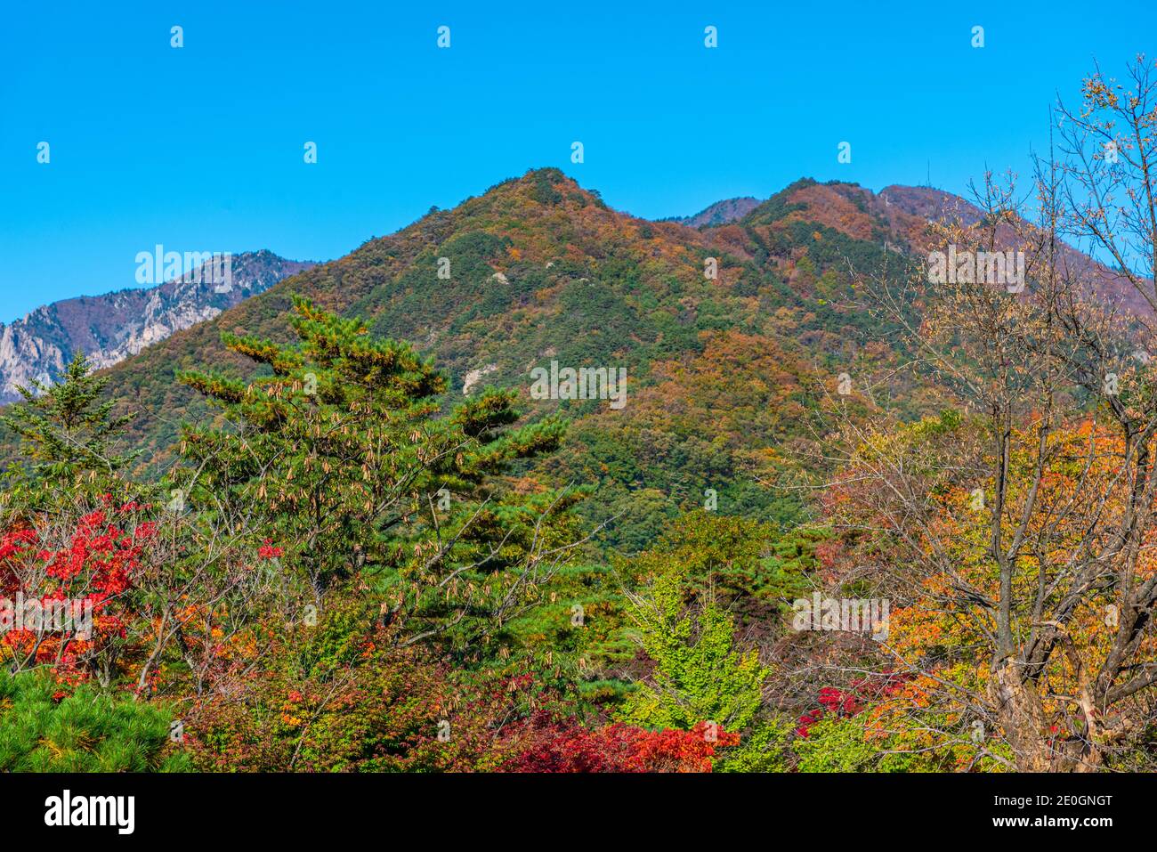 Colorful trees at seoraksan national park during autumn in Republic of ...