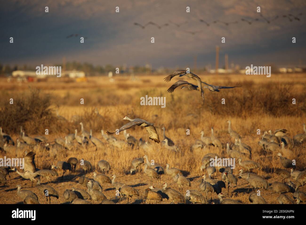 Sandhill Cranes at Whitewater Draw Stock Photo - Alamy