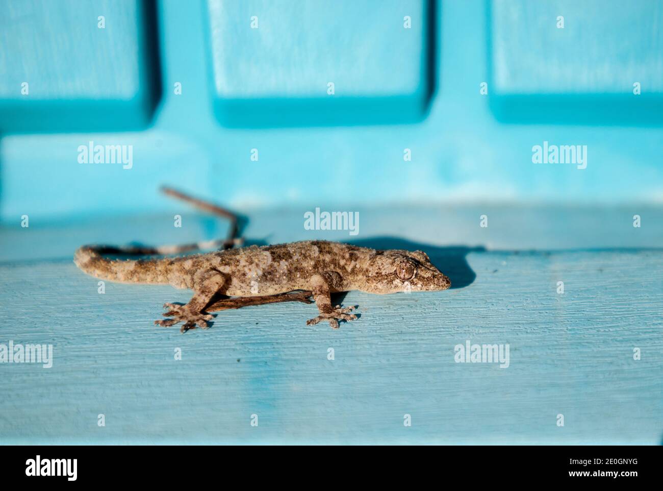 Aqua lizard hi-res stock photography and images - Alamy