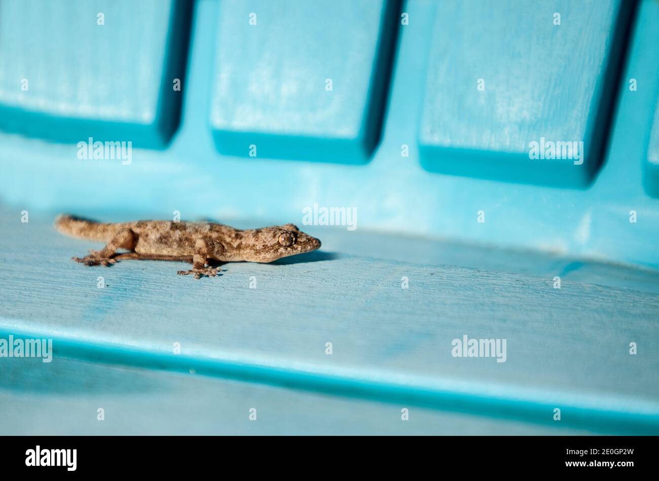 Adult Mediterranean house gecko Hemidactylus turcicus basks in the sun ...