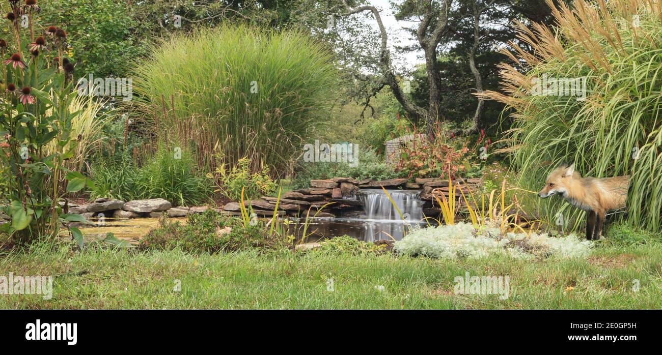 Red fox Vulpes vulpes approaches in pond with a waterfall on Cape Cod ...