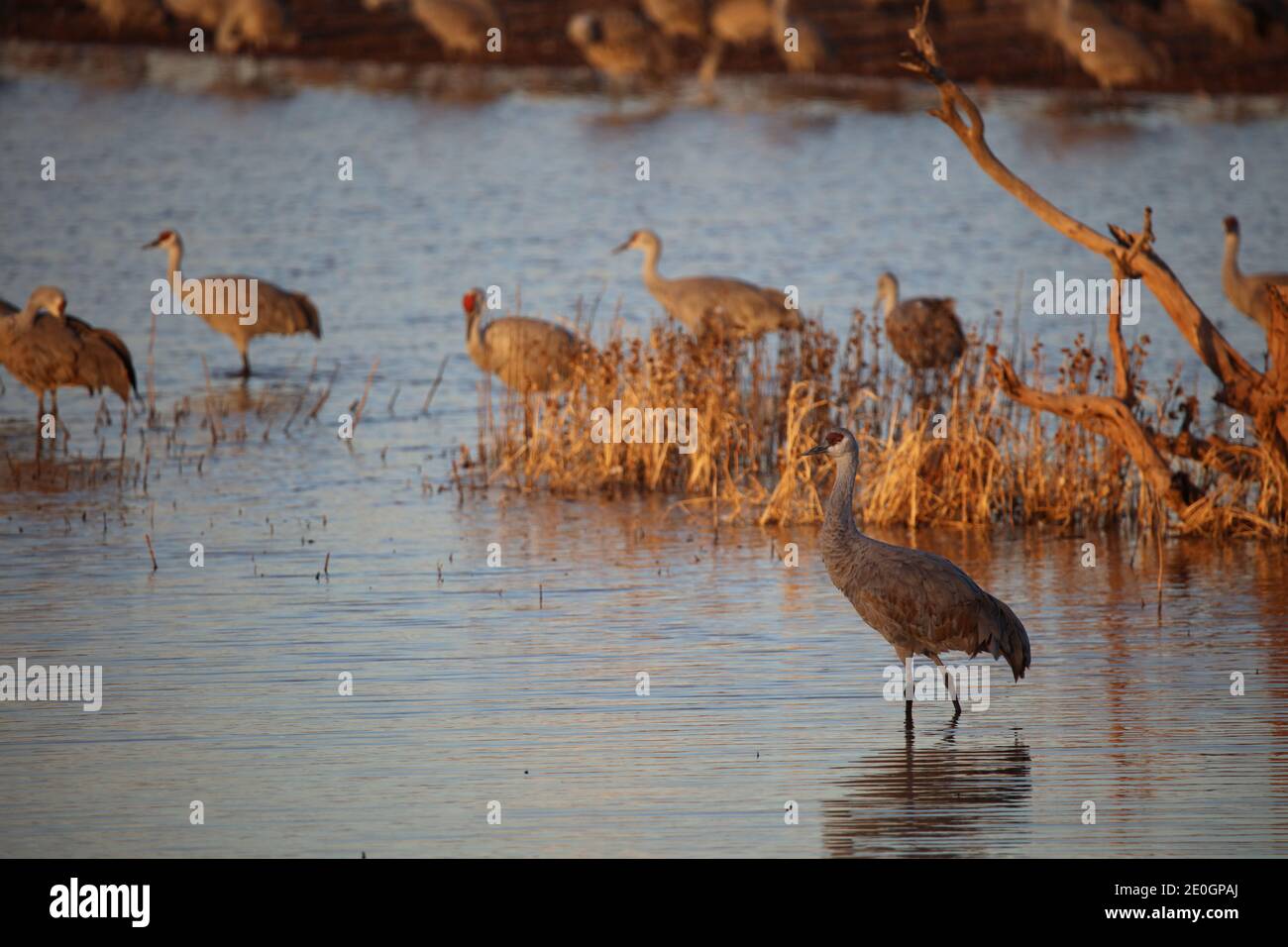 Sandhill Cranes at Whitewater Draw Stock Photo - Alamy