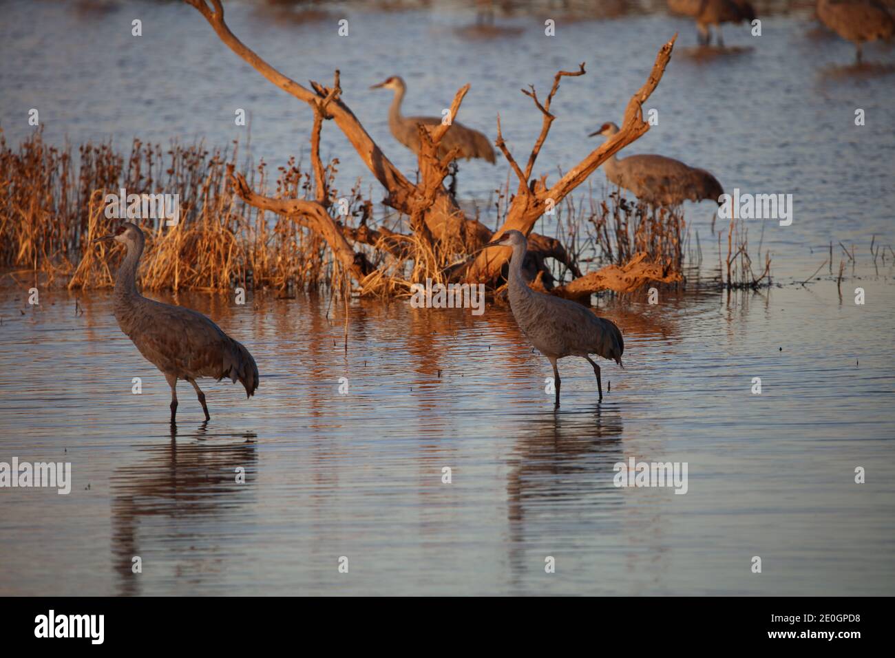Sandhill Cranes at Whitewater Draw Stock Photo - Alamy