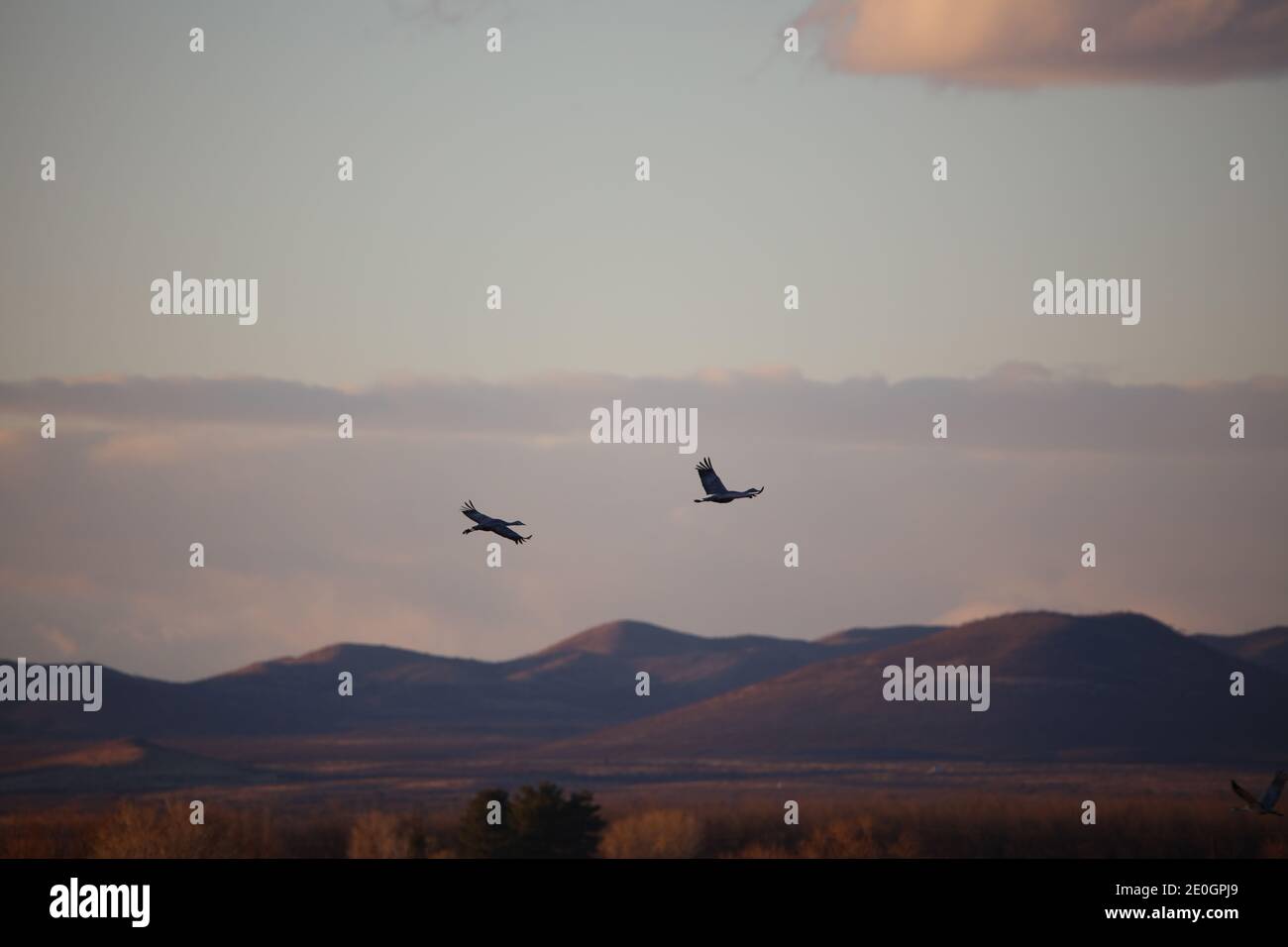 Sandhill Cranes at Whitewater Draw Stock Photo - Alamy
