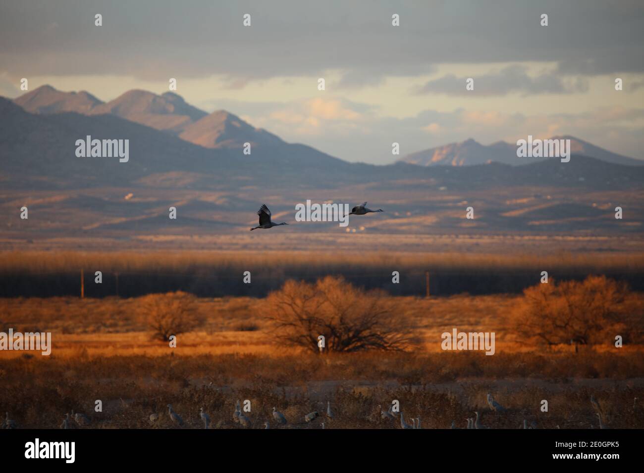 Sandhill Cranes at Whitewater Draw Stock Photo - Alamy