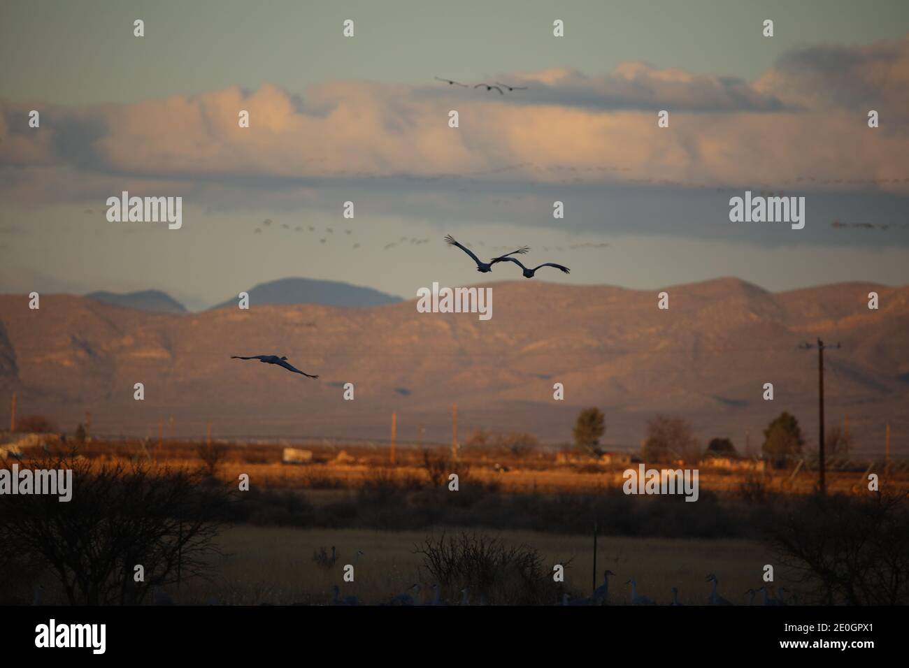 Sandhill Cranes at Whitewater Draw Stock Photo - Alamy