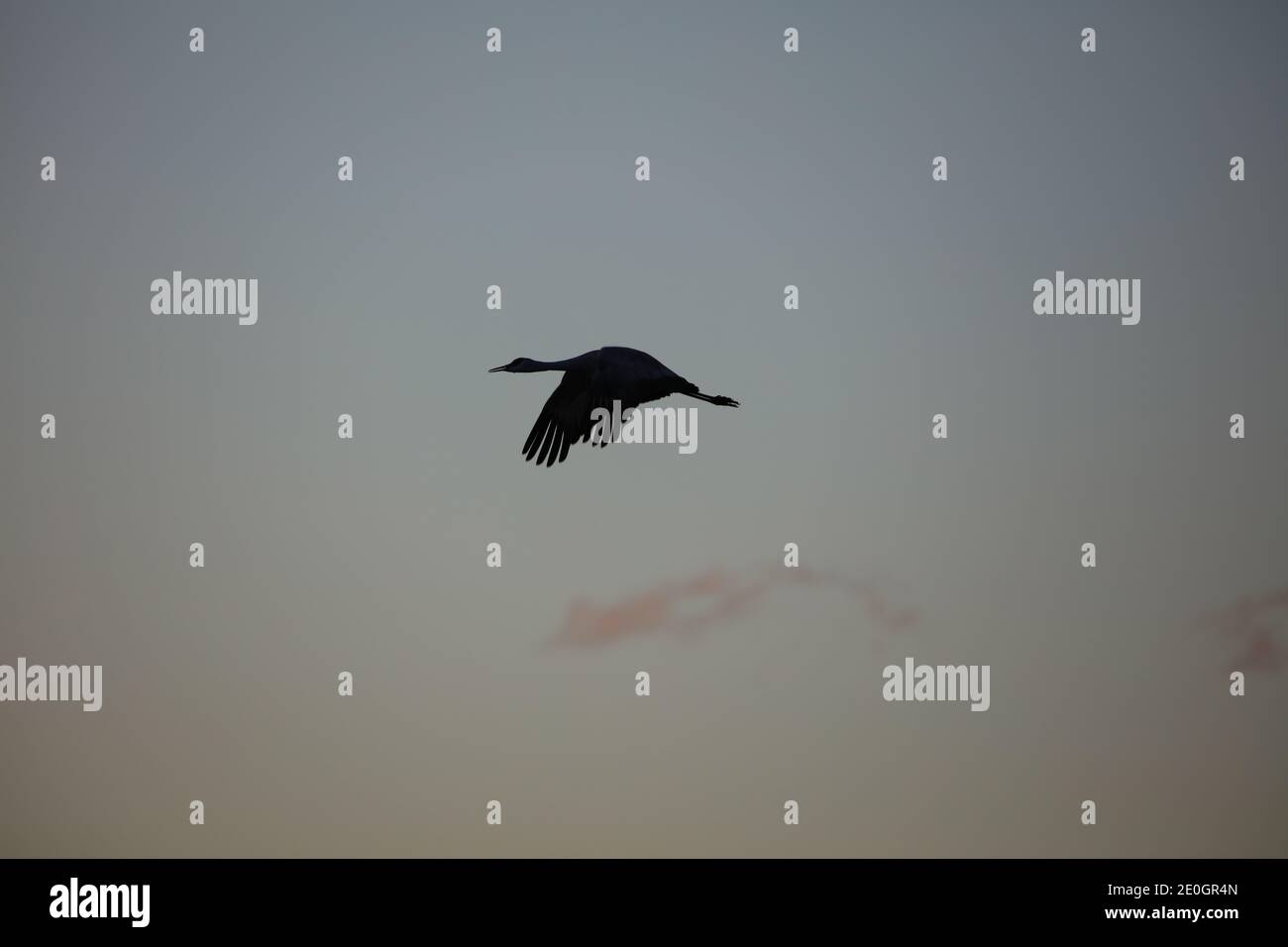 Sandhill Cranes at Whitewater Draw Stock Photo - Alamy