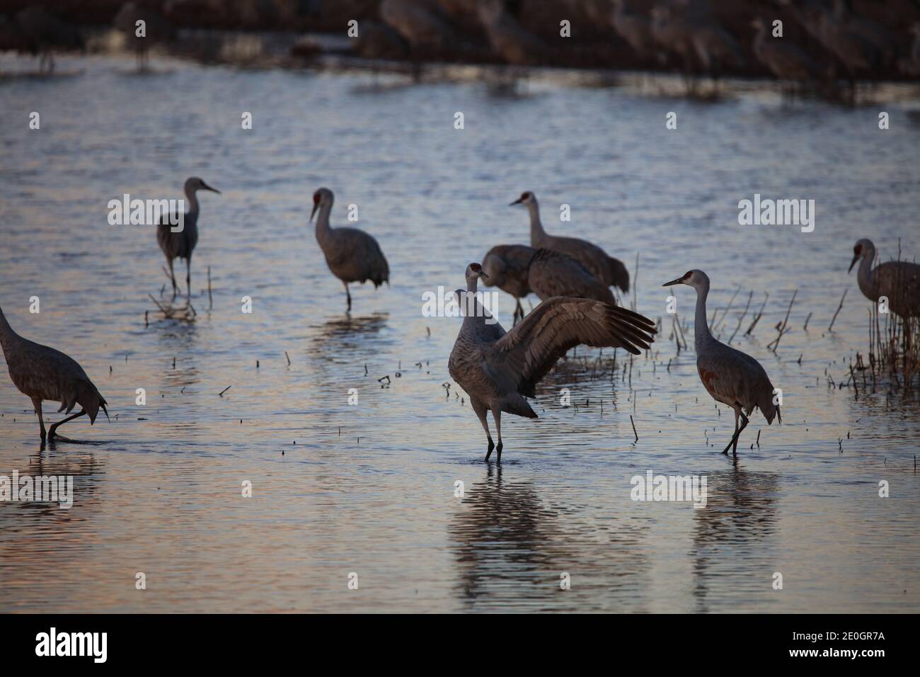Sandhill Cranes at Whitewater Draw Stock Photo - Alamy