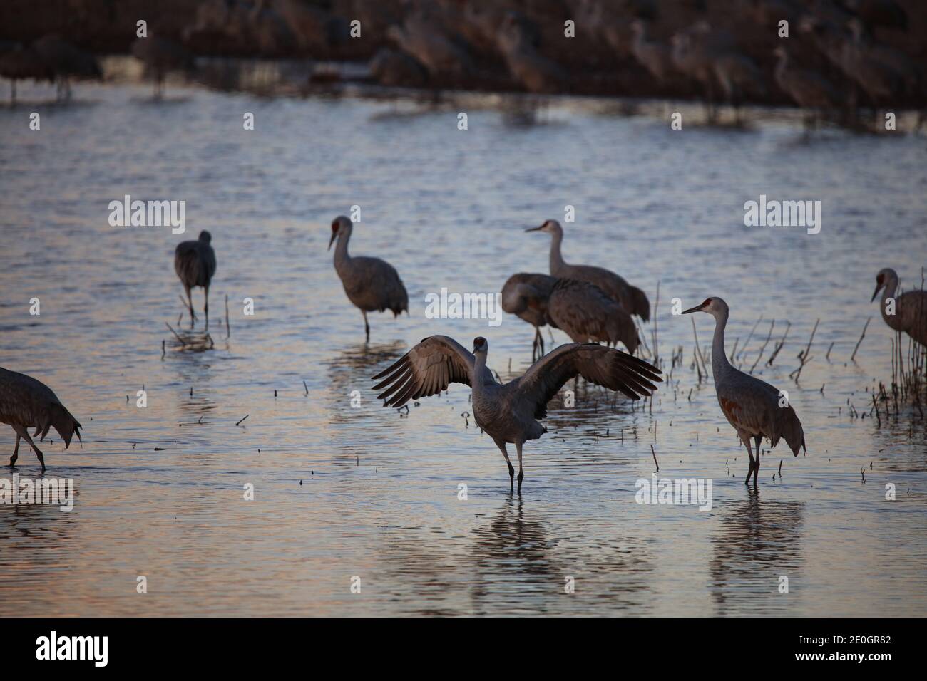 Sandhill Cranes at Whitewater Draw Stock Photo - Alamy