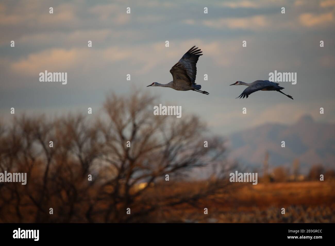 Sandhill Cranes at Whitewater Draw Stock Photo - Alamy