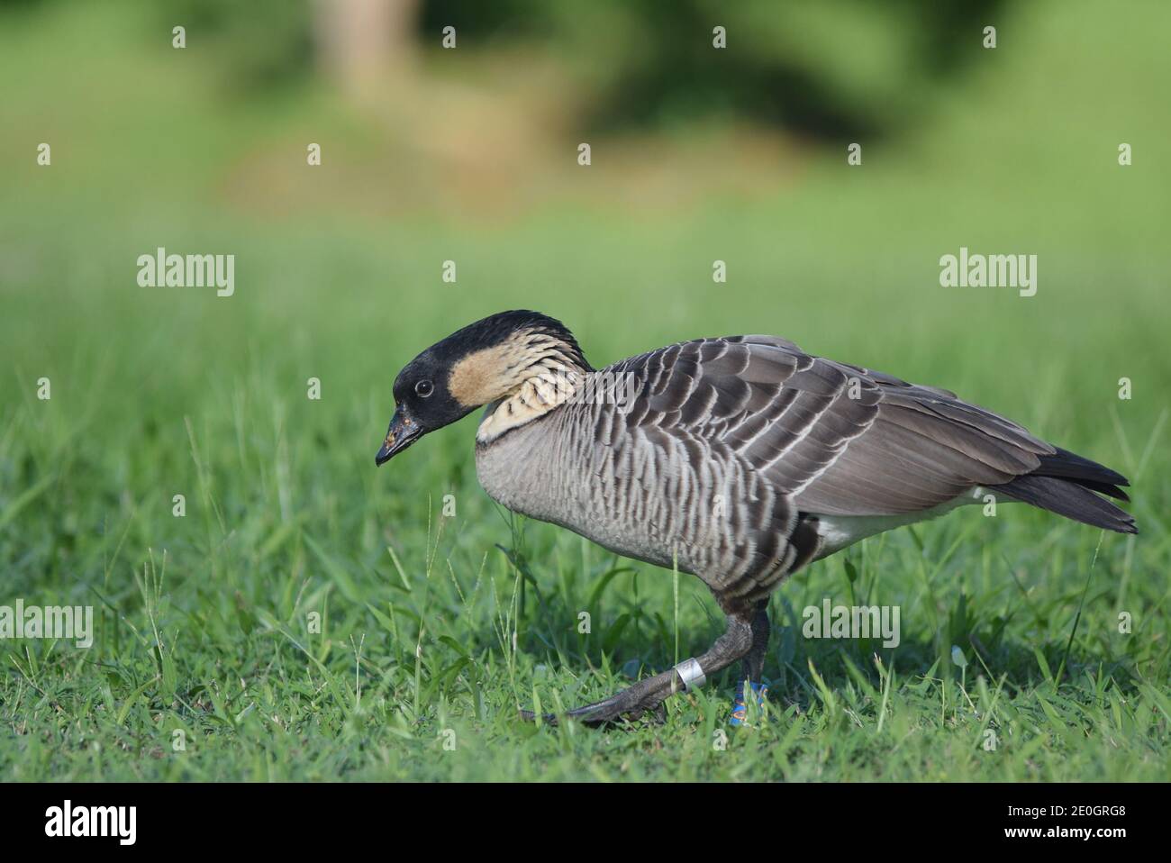 Hawaiian Nene Bird Goose - Branta sandvicensis Stock Photo - Alamy