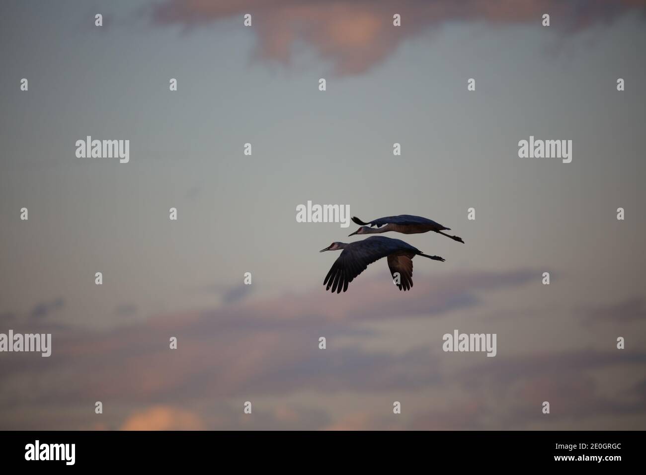 Sandhill Cranes at Whitewater Draw Stock Photo - Alamy