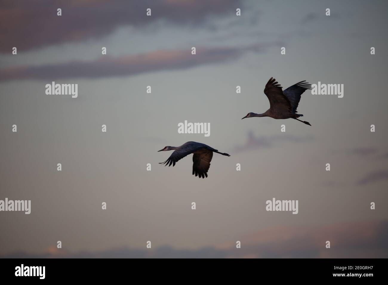 Sandhill Cranes at Whitewater Draw Stock Photo - Alamy