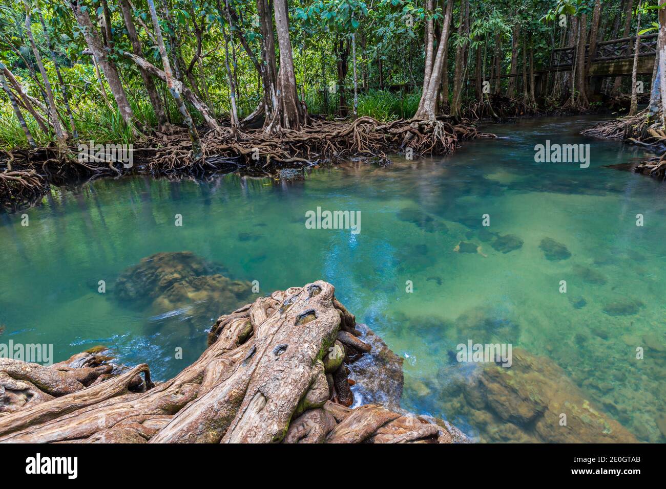 Tropical tree roots or Tha pom mangrove in swamp forest and flow water ...
