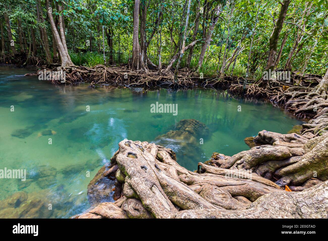 Tropical tree roots or Tha pom mangrove in swamp forest and flow water ...