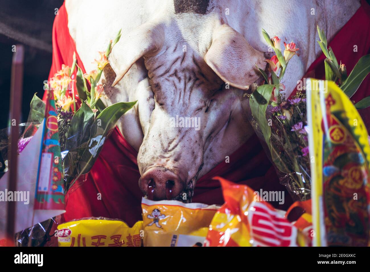 Huge pig exhibited at fair during annual religious festival in rural ...