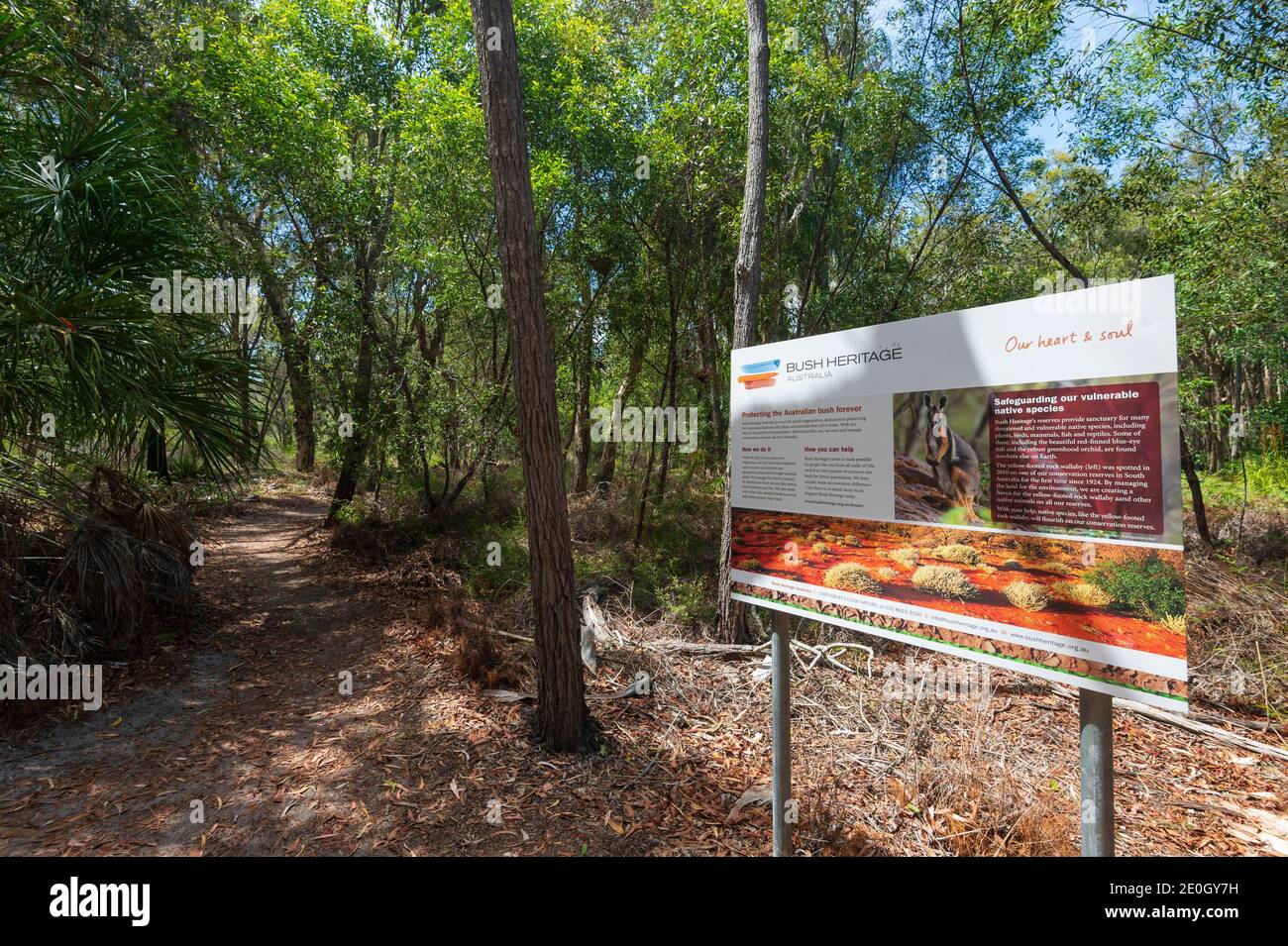 Paperbark forest hi-res stock photography and images - Alamy