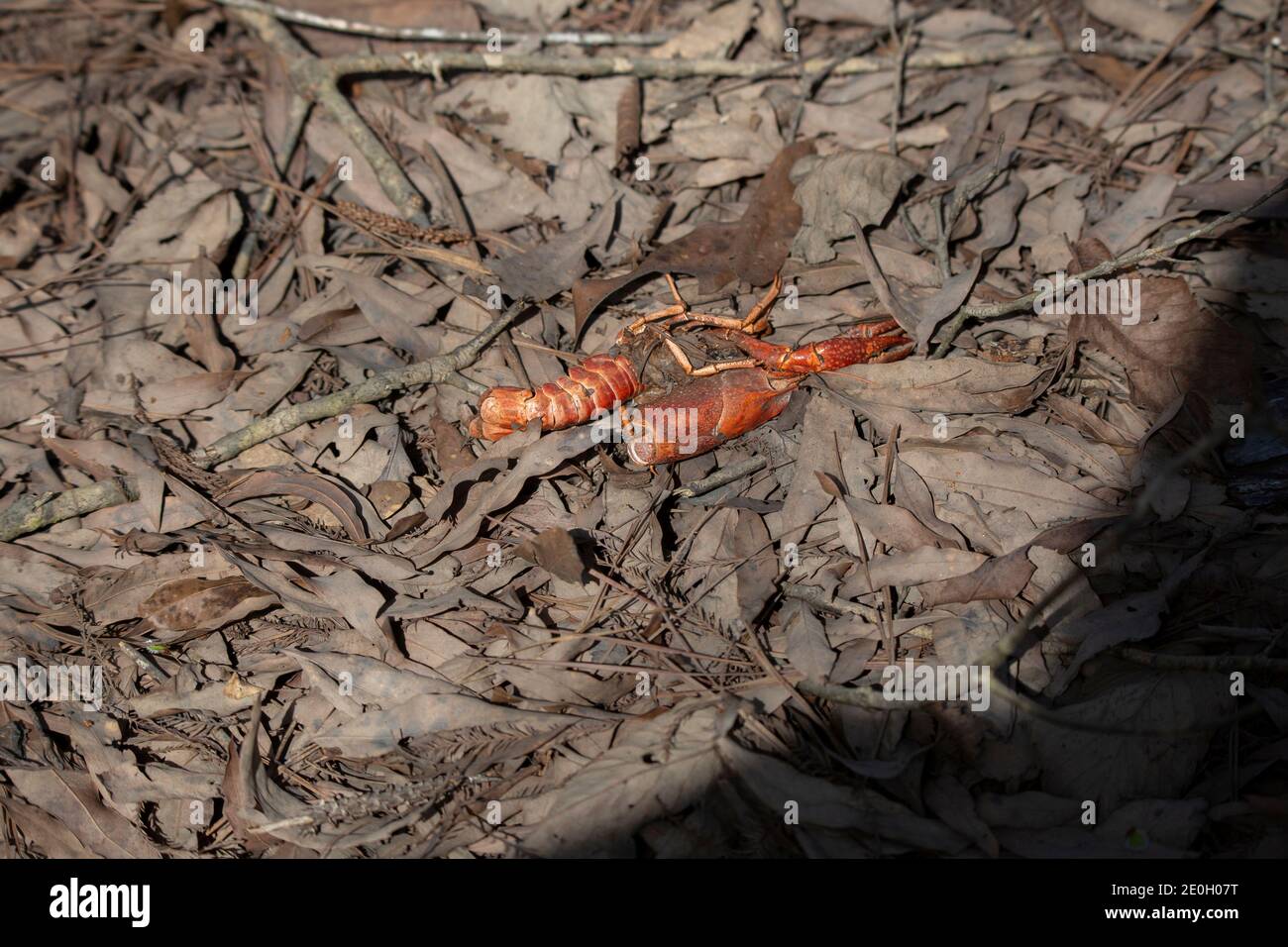 Shell of one crawfish () on the ground Stock Photo - Alamy