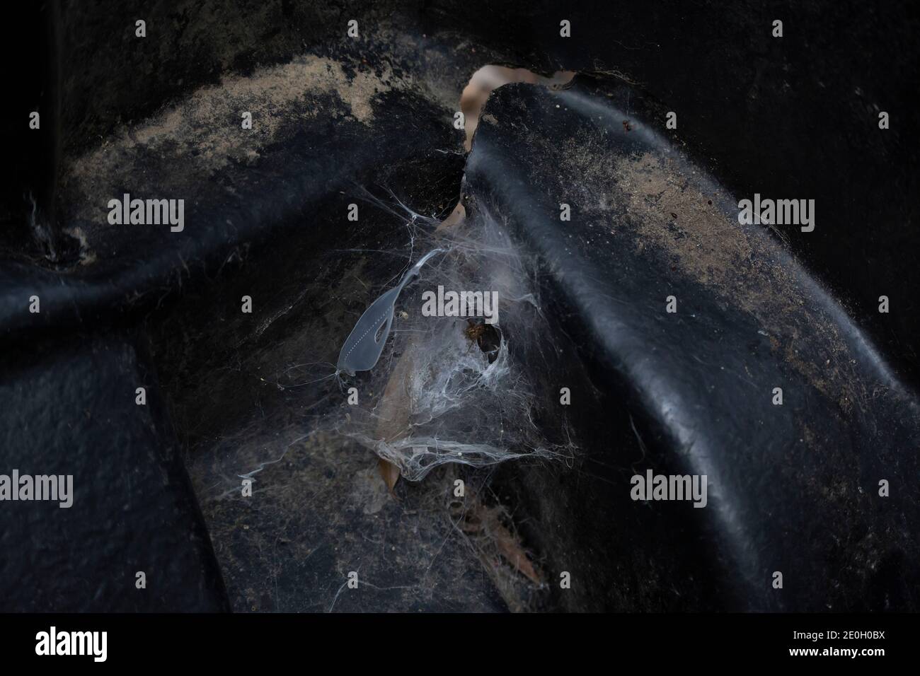 Stuck in a spider web hi-res stock photography and images - Alamy