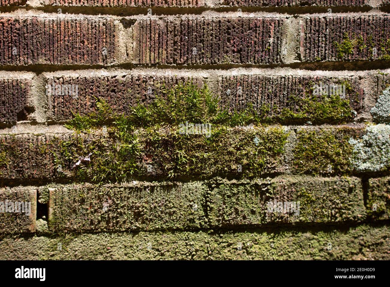 Moss growing on a red brick wall and its cement foundation Stock Photo ...