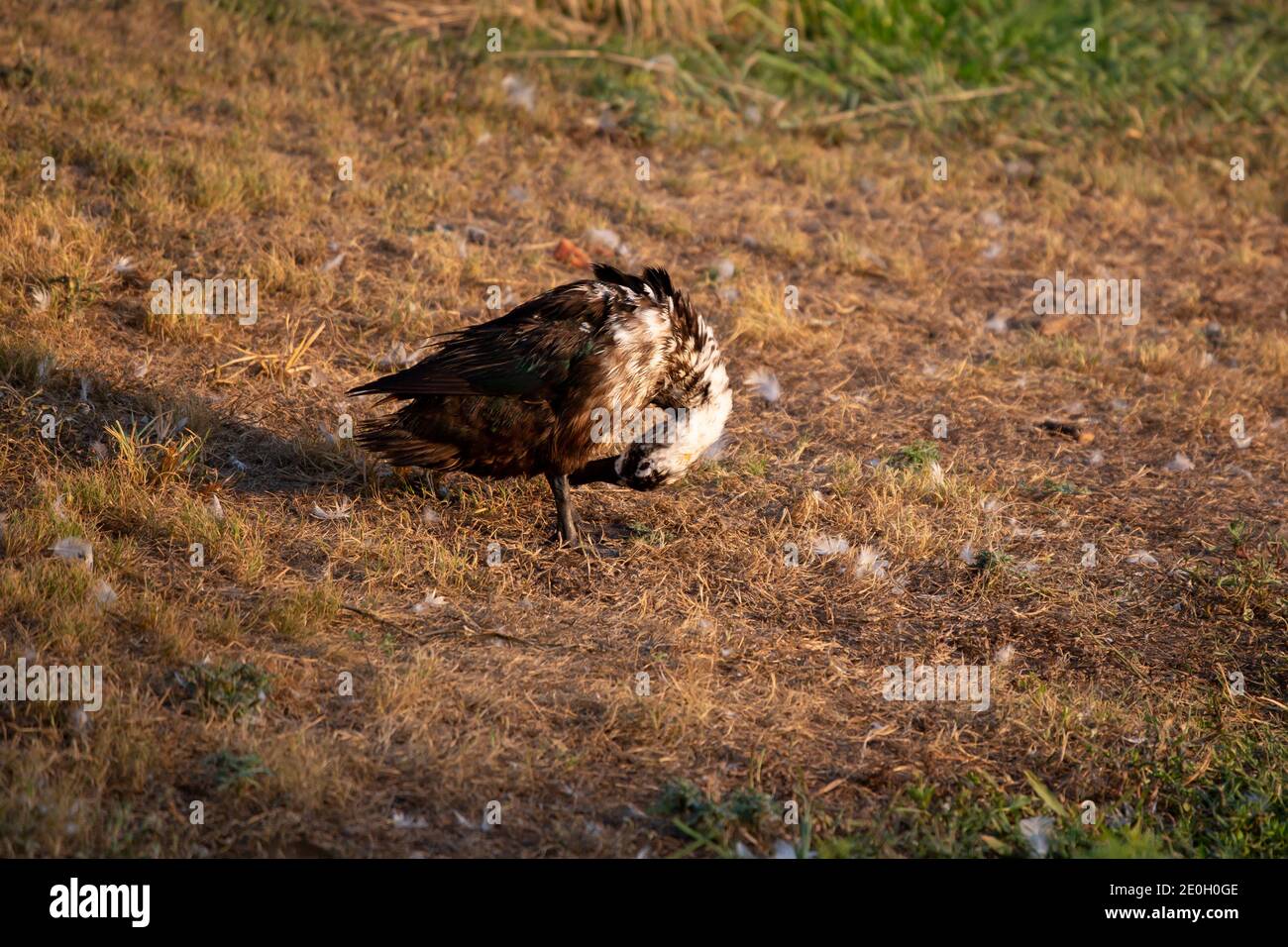 Domestic duck grooming in an open green space, surrounded by discarded ...