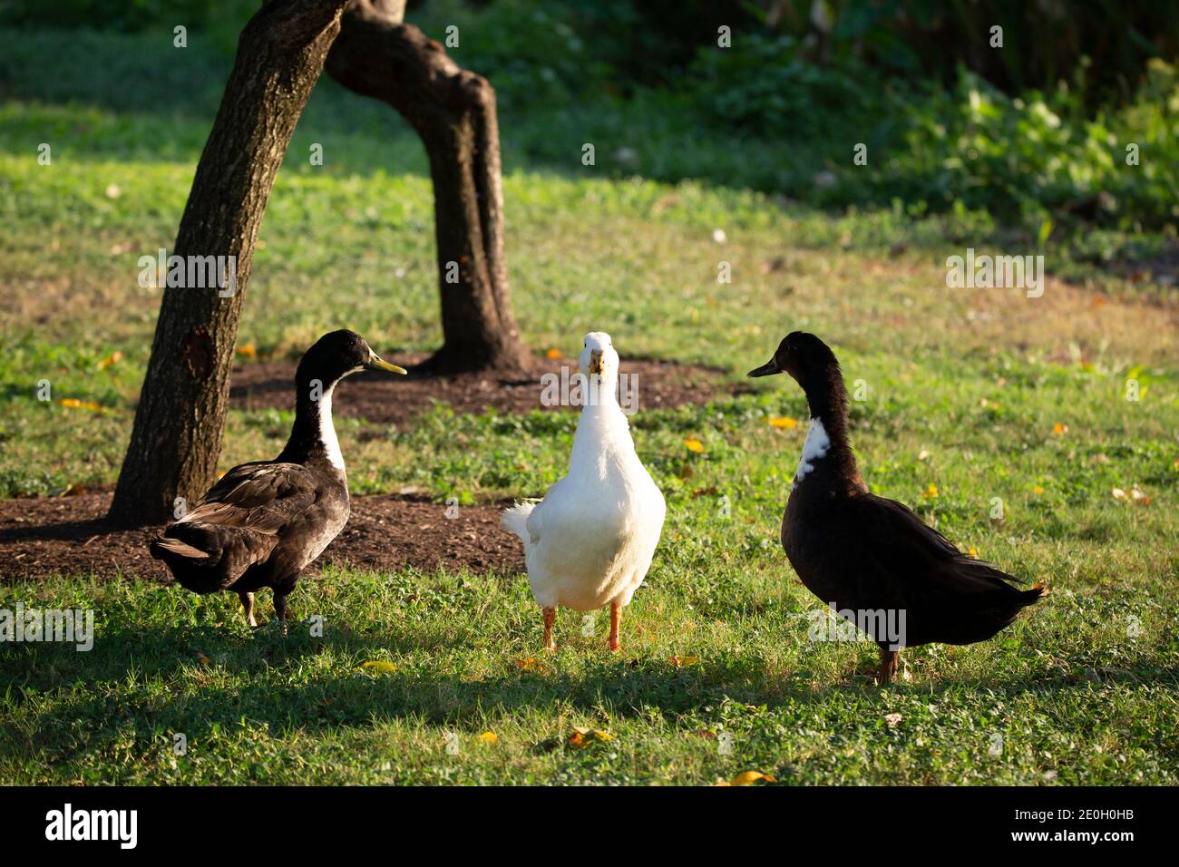 Two domestic ducks and a goose huddled together in a loose flock as if ...