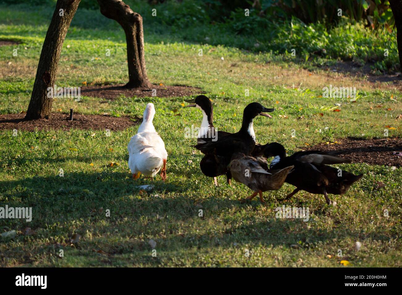 Domestic ducks in a small flock quacking as a white goose walks away ...