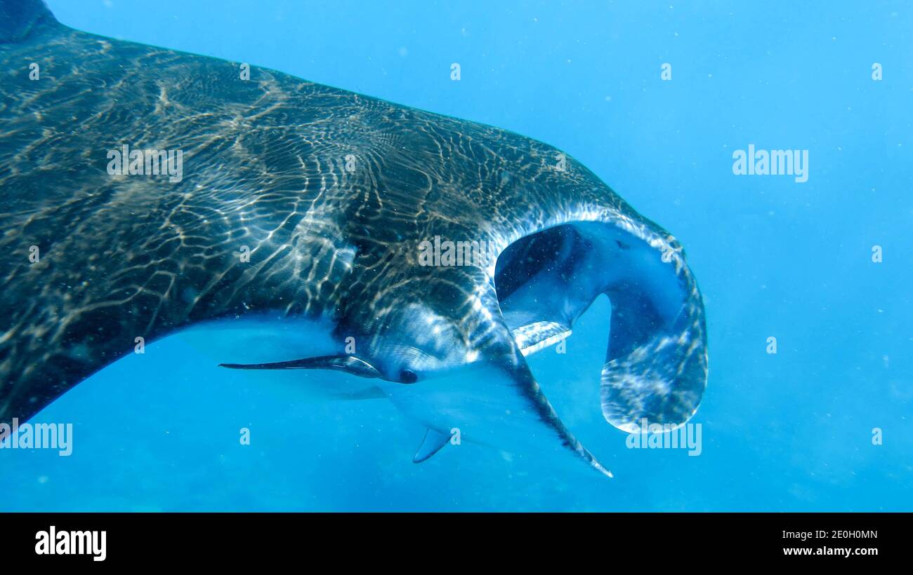 Underwater shot of Giant Manta Ray. The sun rays are reflected from the ...