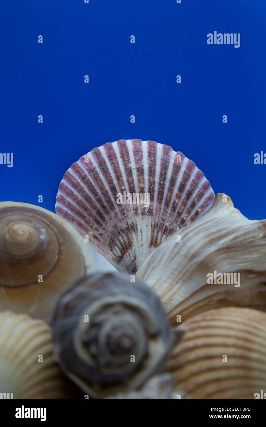 Seashells, including scallop, cockle, moon, whelk, and button shells ...