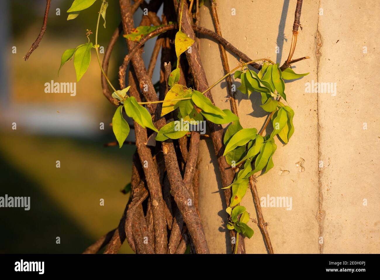 Vines growing down a concrete column, covered in a nice, warm afternoon ...