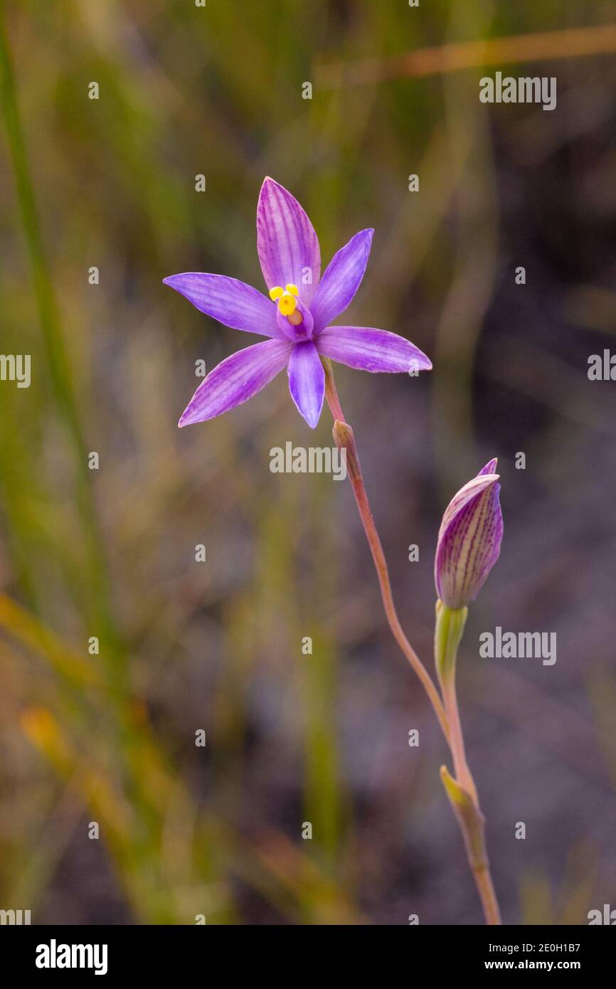 Curly locks hi-res stock photography and images - Alamy