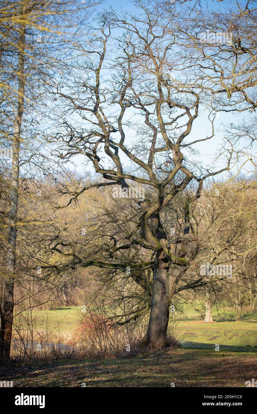 Old oaks. Rogalin Landscape Park. Grazing meadows on the floodplains ...