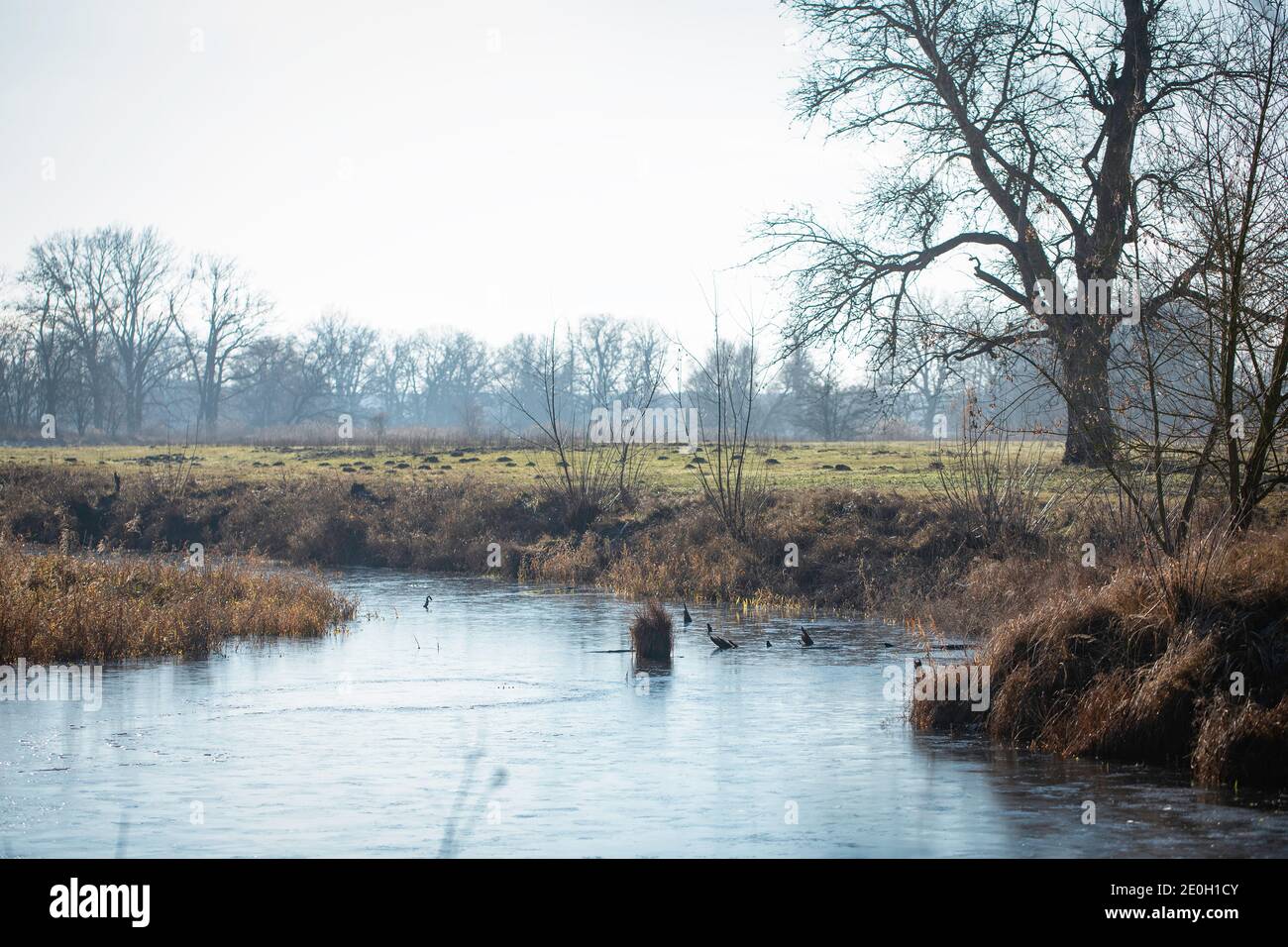 Old oaks. Rogalin Landscape Park. Grazing meadows on the floodplains ...