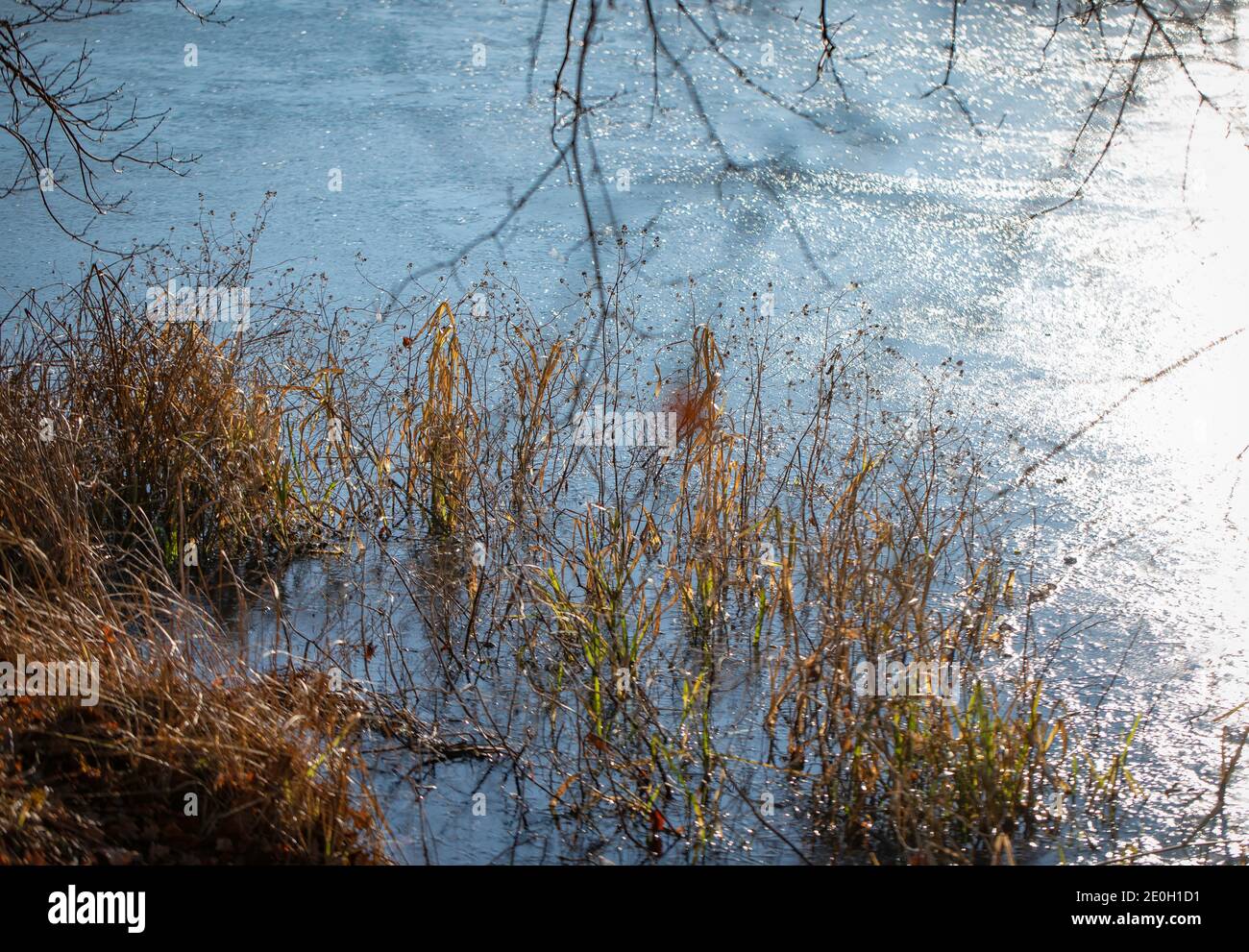Rogalin Landscape Park. Grazing meadows on the floodplains - Warta ...