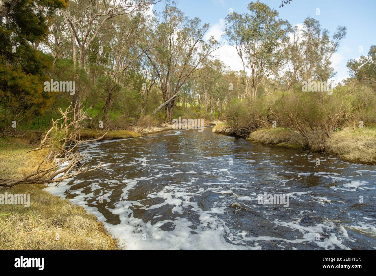 Blackwood australia hi-res stock photography and images - Alamy