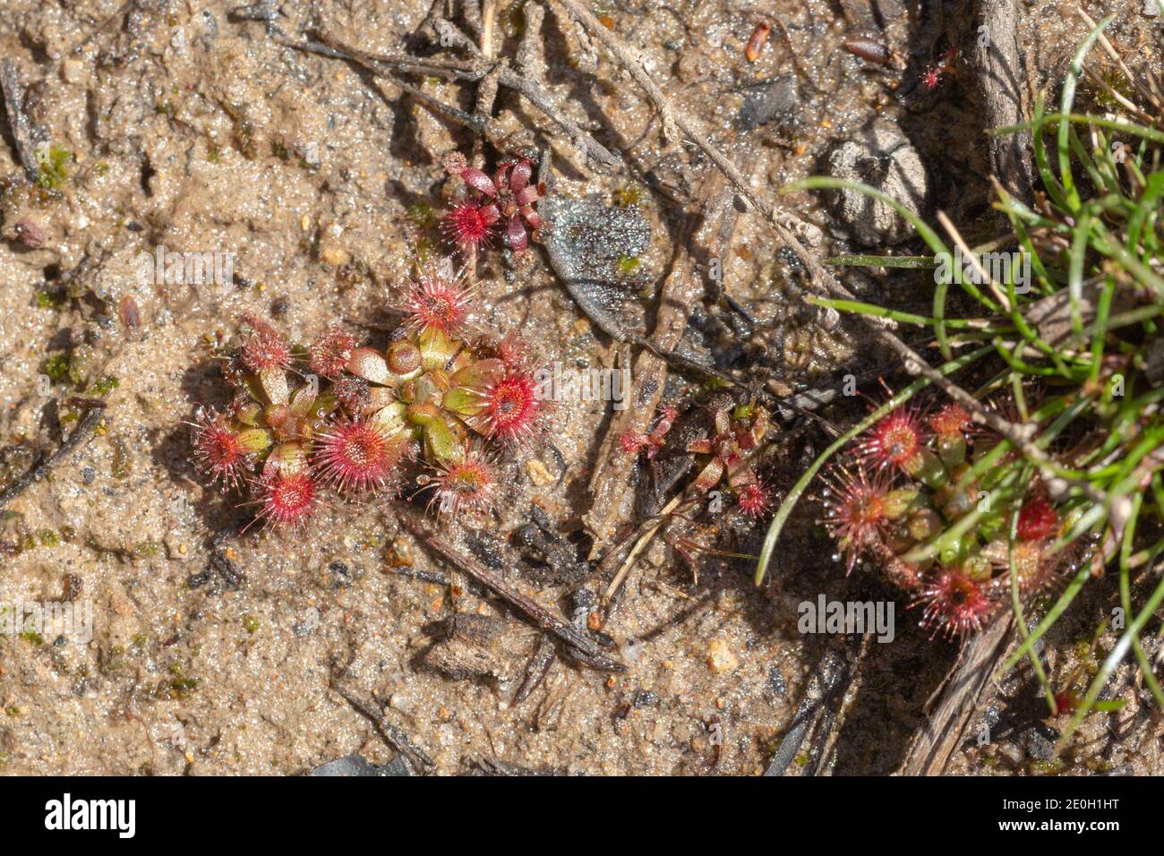 The small Drosera pulchella (a pygmy Sundew) in natural habitat south ...
