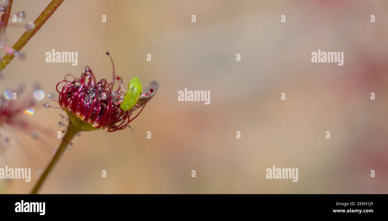 Plant habitat hi-res stock photography and images - Alamy