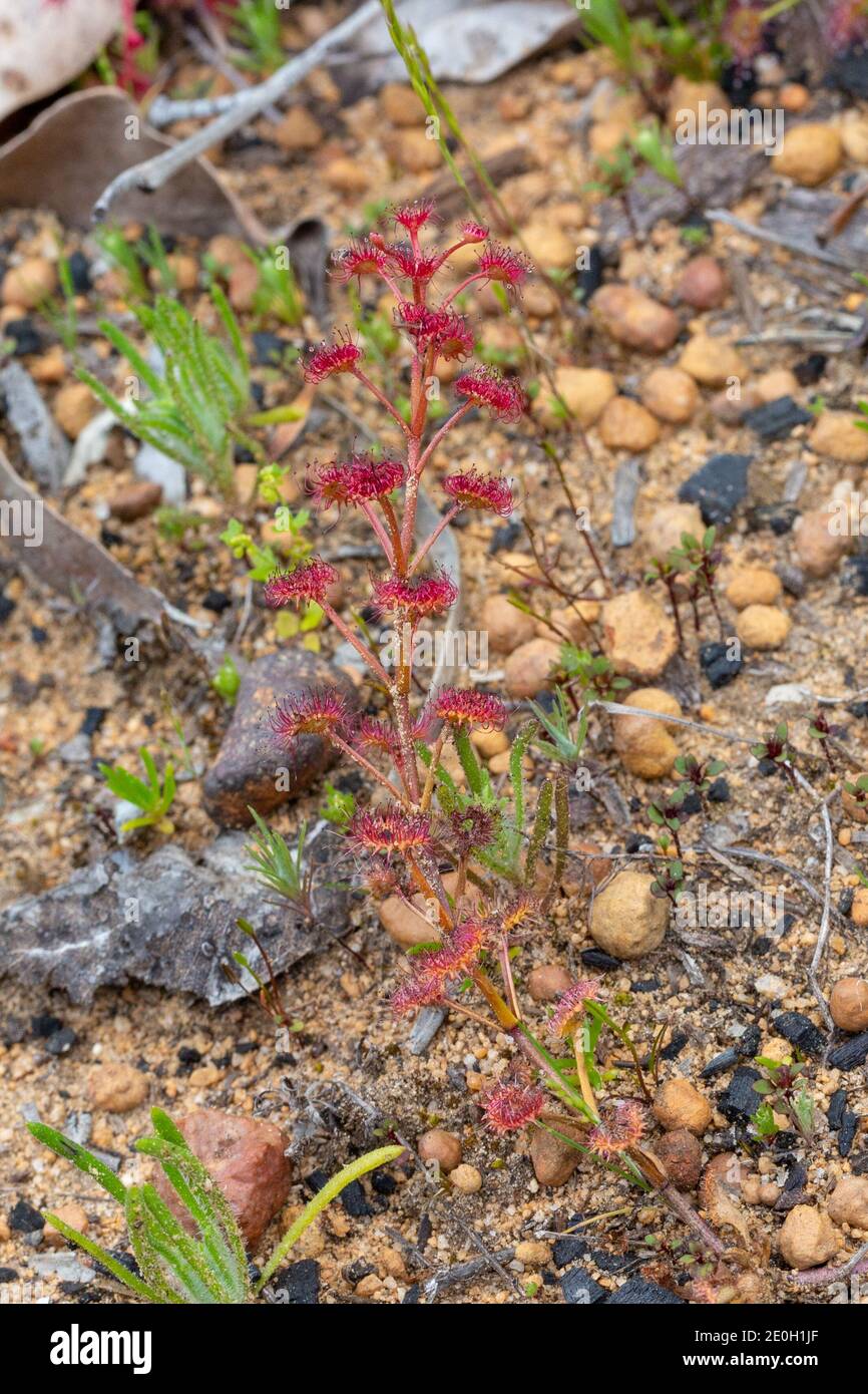 a single plant of Drosera stolonifera, a carnivorous plant, growing in ...