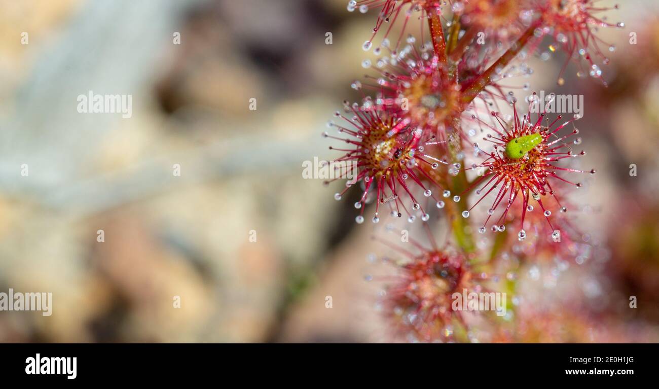 Drosera stolonifera with a assassin bug (Setocoris sp.) sitting on a ...