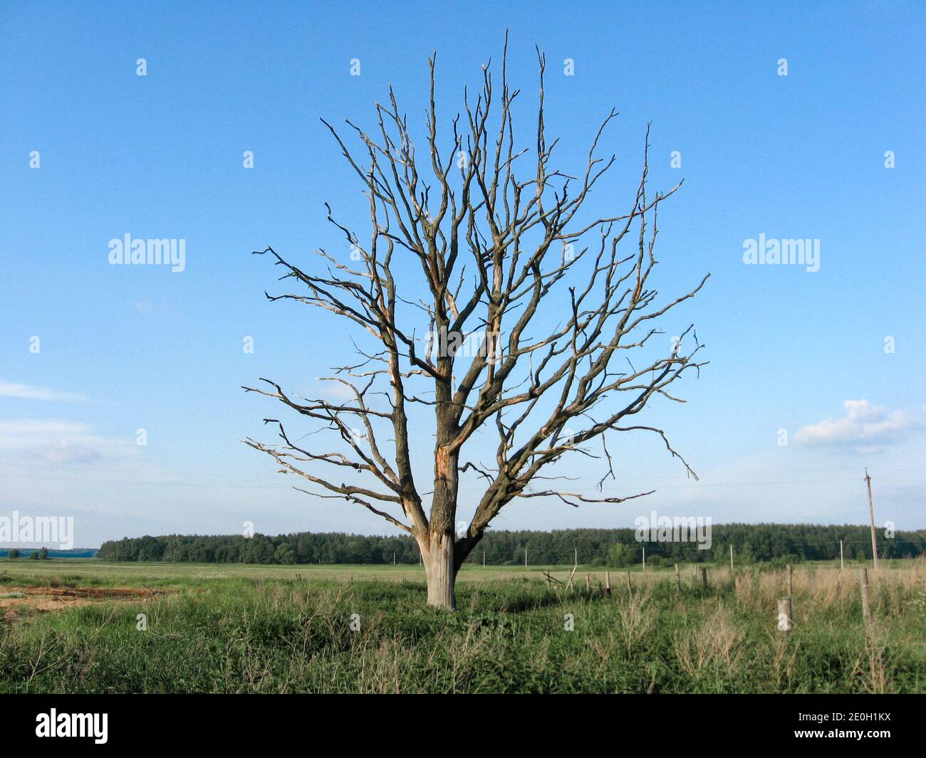 Landscape single withered tree hi-res stock photography and images - Alamy