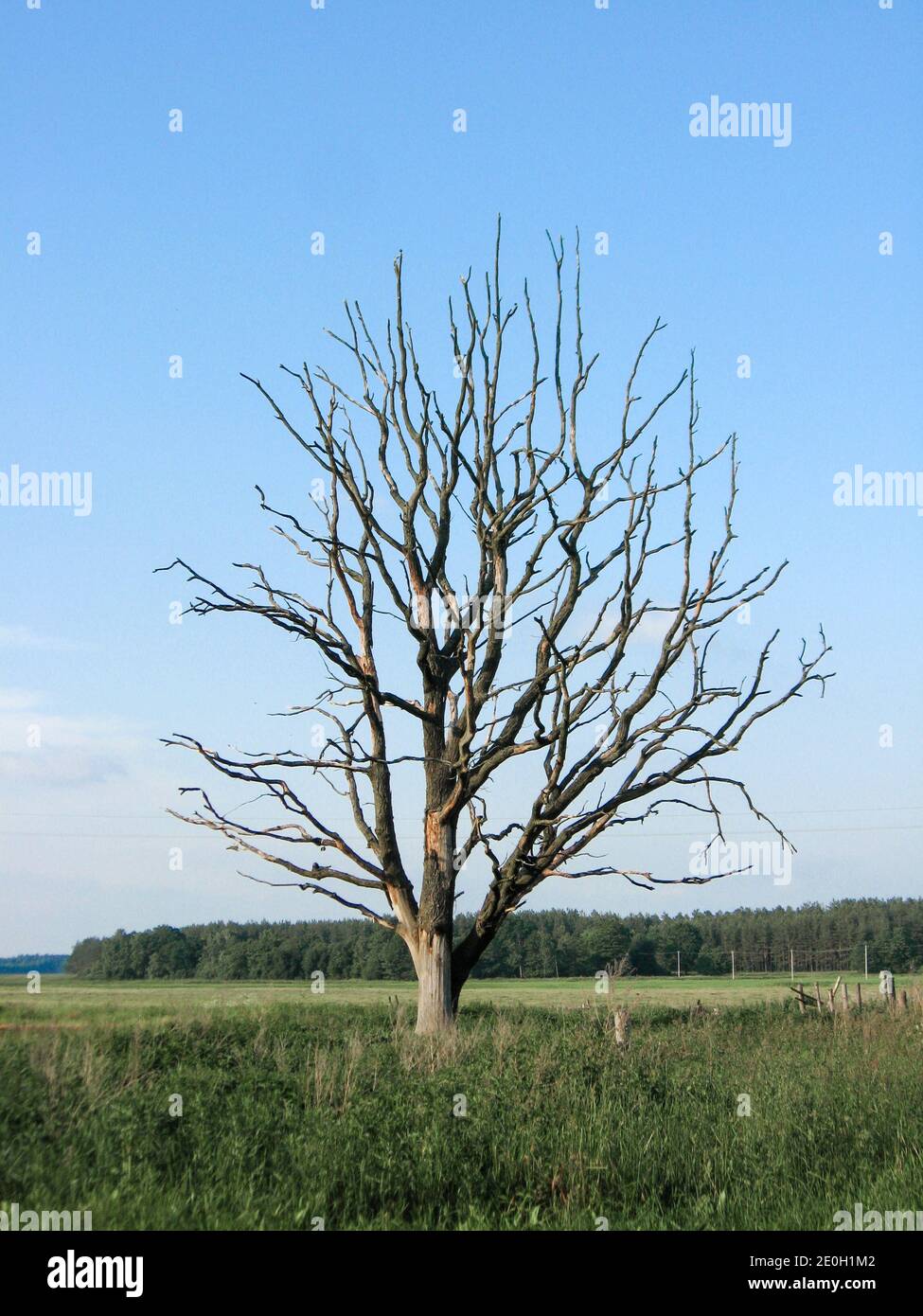 Landscape single withered tree hi-res stock photography and images - Alamy