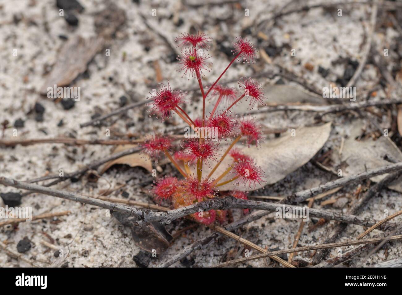 single plant of the red Sundew Drosera purpurascens (a carnivorous ...